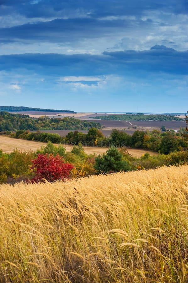 Autumn Mahogany Tree and Dry Grass with Landscape Stock Image - Image ...