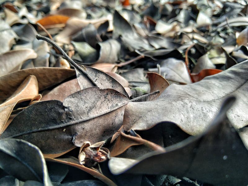 Autumn many leaves fall stock image. Image of invertebrate - 251148389