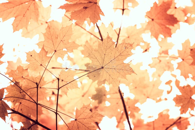 Autumn stock image. Image of leaves, season, naturally - 80207475