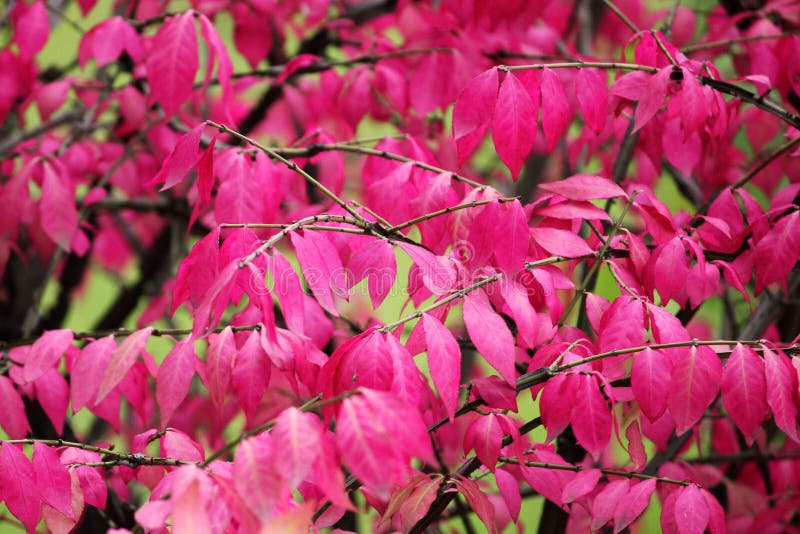Autumn Many Red Colors of the Leaves on the Tree Branch in the Park ...
