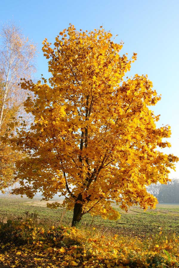 Autumn maple stock image. Image of nature, landscape - 11651797