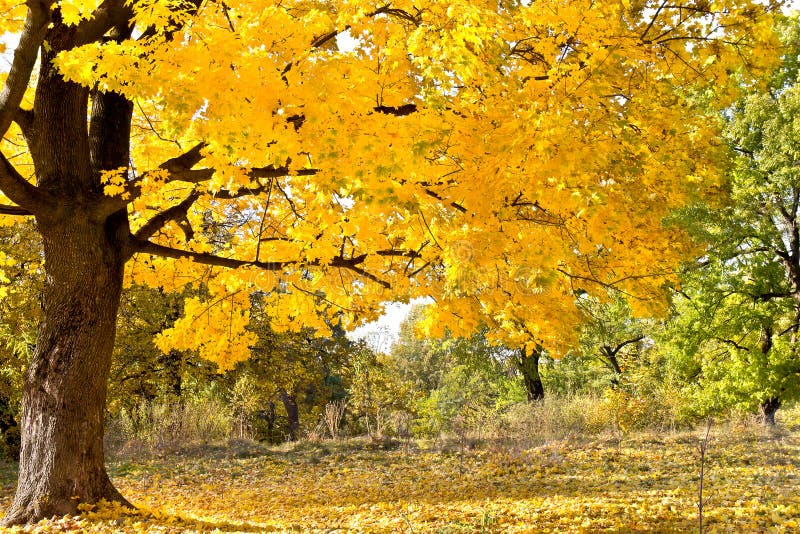 Yellow Golden Autumnal Maple Tree in Forest Stock Photo - Image of ...