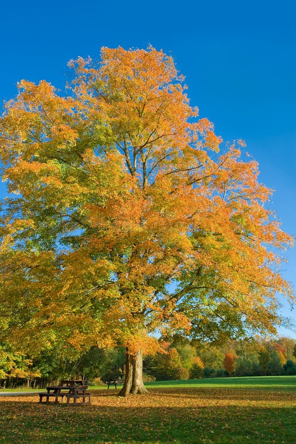 Autumn maple stock photo. Image of color, golden, decoration - 6897706