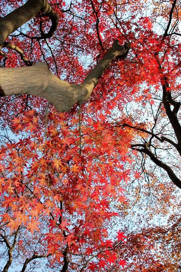 Autumn maple stock image. Image of natural, autumn, outdoors - 7374197