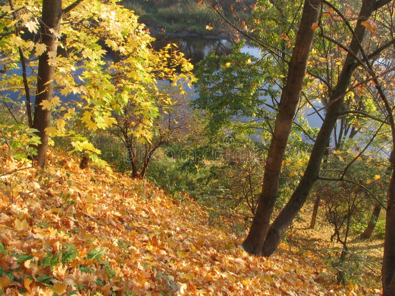 Autumn Maple Above The River Stock Photo - Image of trees, landscape ...