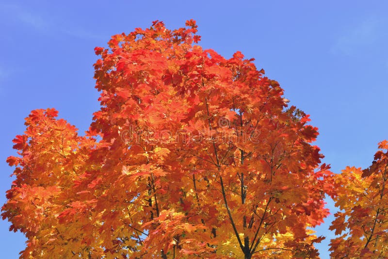 Autumn maple stock image. Image of foliage, garden, nature - 46457095