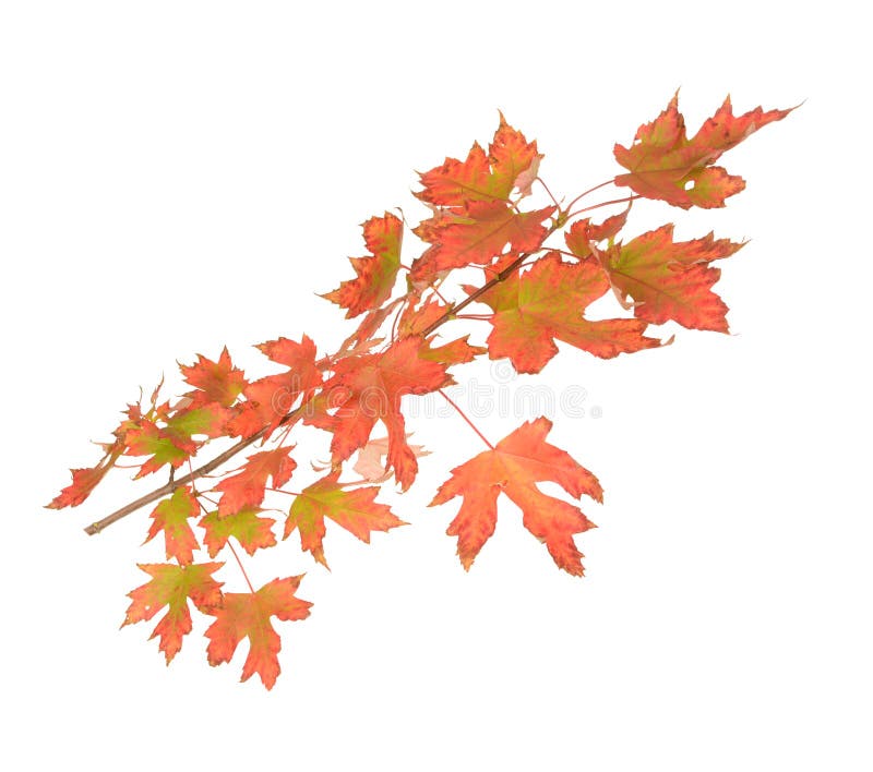 Maple branch isolated stock photo. Image of decorative - 193257286