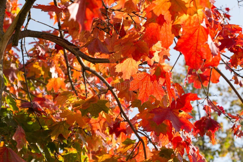Autumn maple branch stock image. Image of forest, wild - 297973081