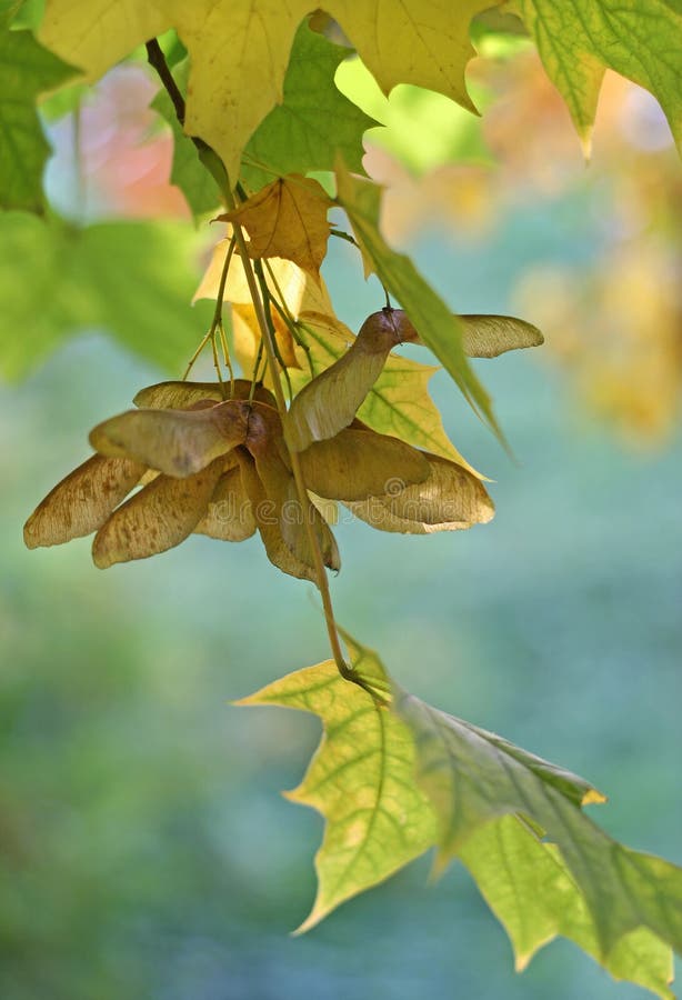 Autumn Maple Branch with Winged Seeds Stock Photo - Image of catkins ...