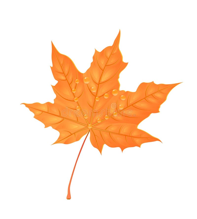 Autumn Maple Foliage. Creative Vector Illustration. Orange Leaf with ...