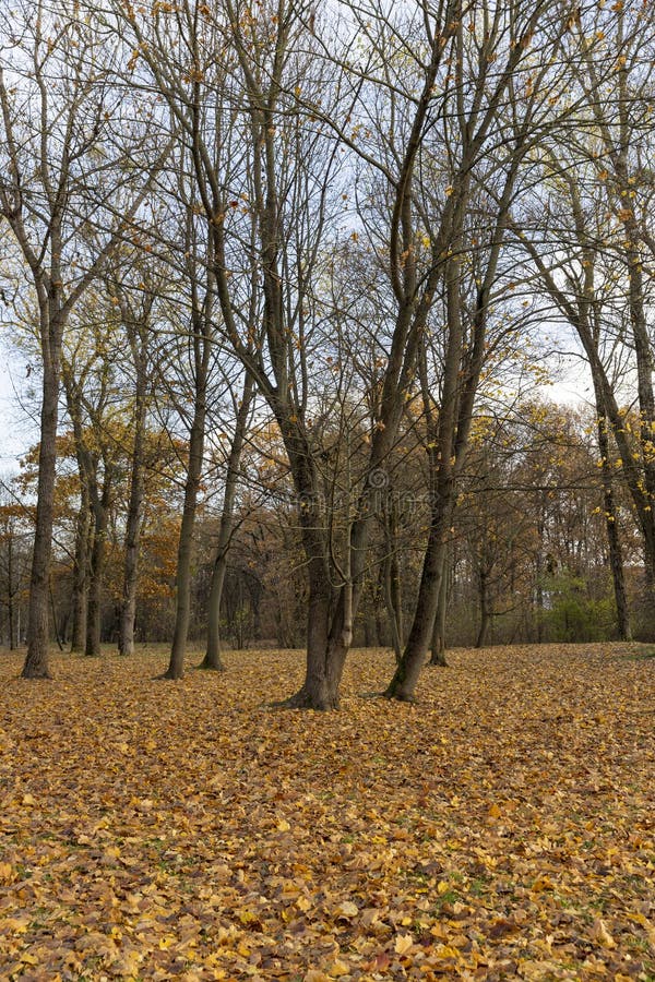 Falling Maple Foliage in Mid-autumn Stock Image - Image of natural ...