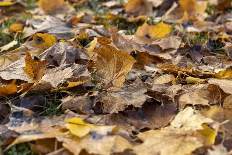 Falling Maple Foliage in Mid-autumn Stock Image - Image of color ...