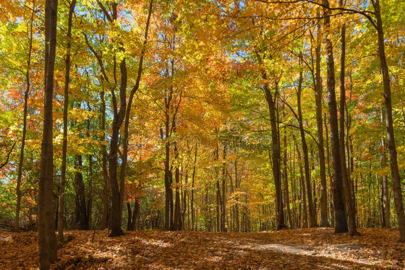 Autumn Maple Forest in All Its Colors Stock Photo - Image of forest ...