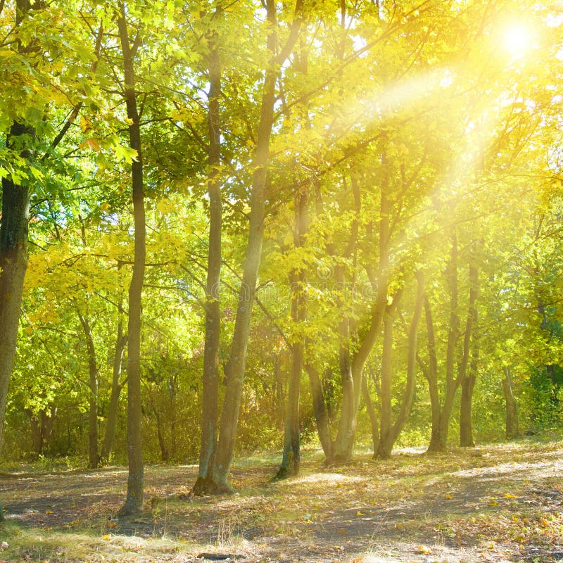 Autumn Maple Forest in Bright Sun Stock Photo - Image of leaf, foliage ...