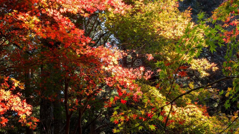 Japanese Autumn Maple Forest Stock Image - Image of japan, japanese ...