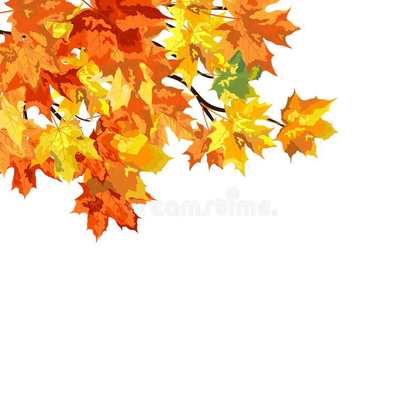 Autumn Maple Frame stock vector. Illustration of floral - 257711327