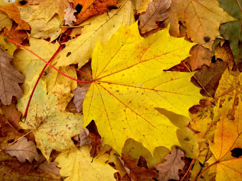 Autumn maple leaf stock image. Image of gold, naturalness - 11511001