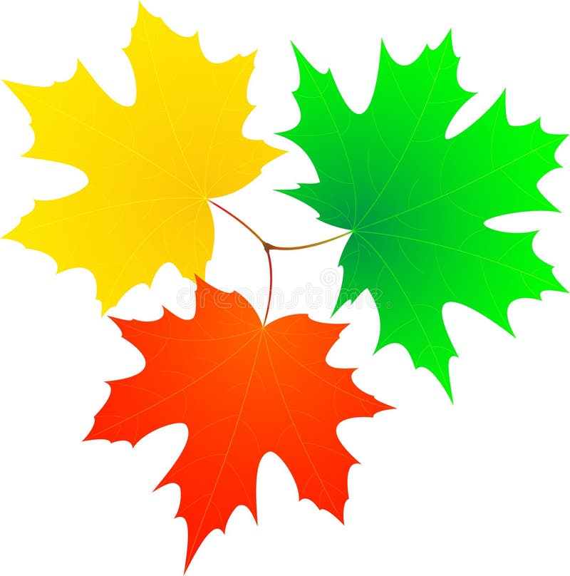 Autumn maple leaf. stock vector. Illustration of backgrounds - 15995242