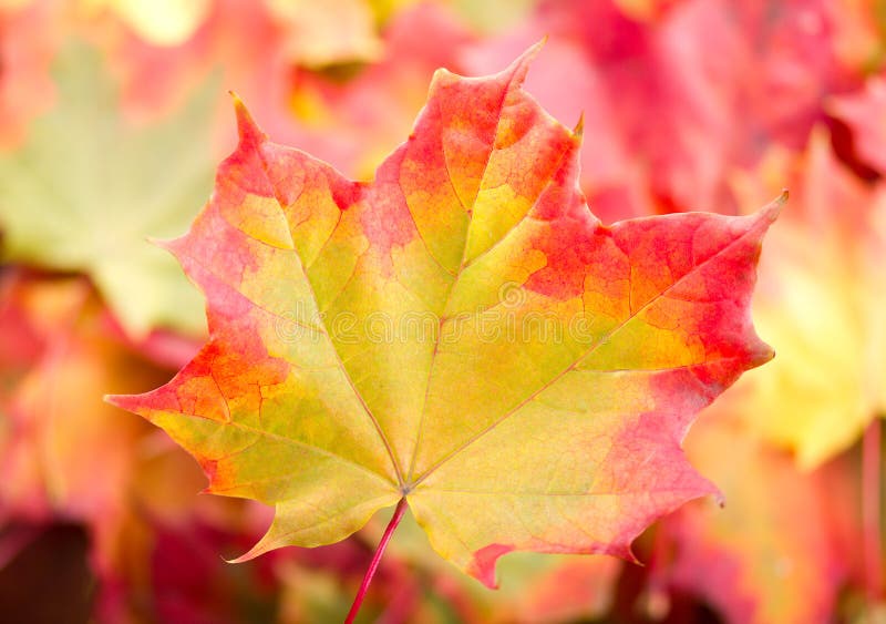 Autumn maple leaf stock photo. Image of september, plant - 17968496
