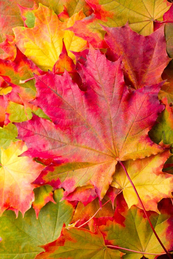 Maple Leaves Mixed Fall Colors Background Stock Photo - Image of ...