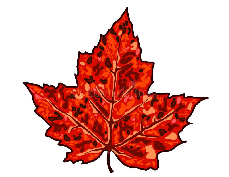 Autumn maple leaf stock vector. Illustration of chlorophyll - 7838579