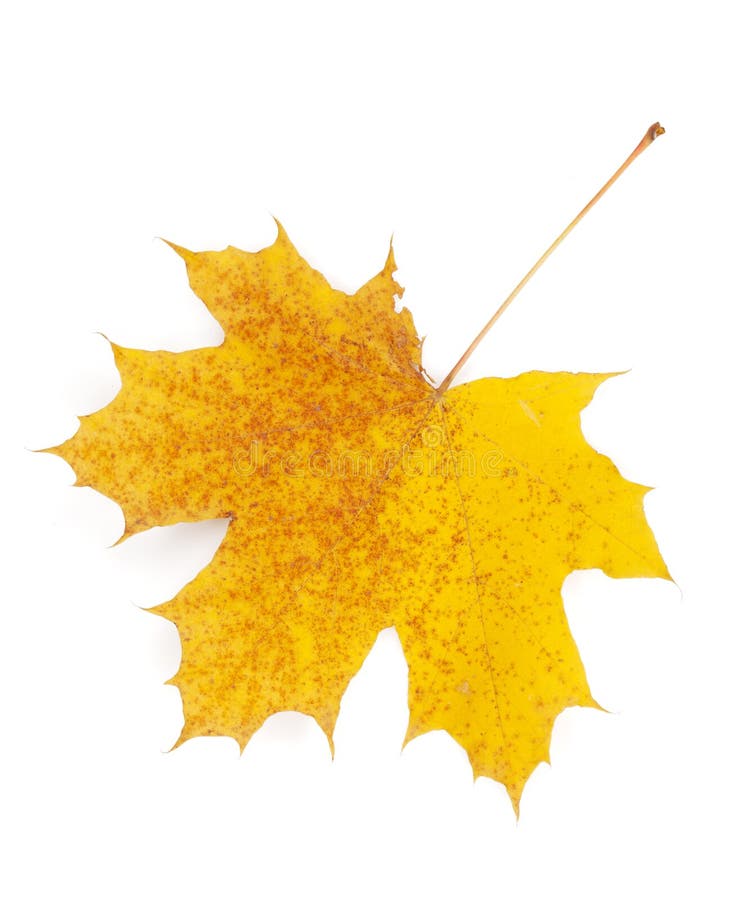 Autumn maple leaf stock photo. Image of november, design - 27018566