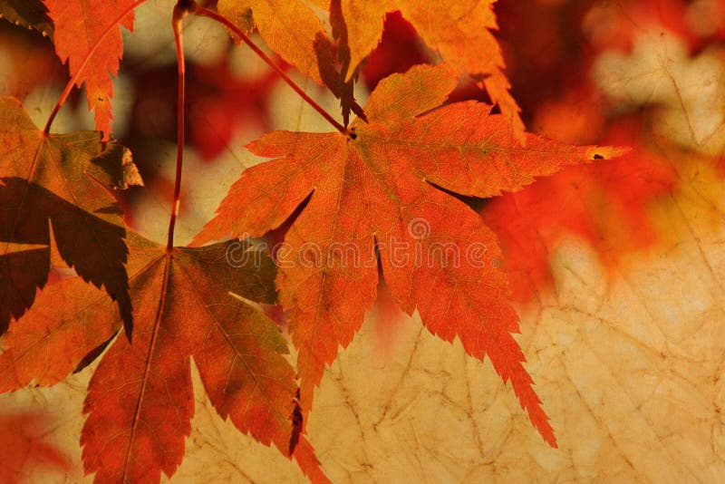 Autumn Maple leaf stock photo. Image of creased, beauty - 3488644