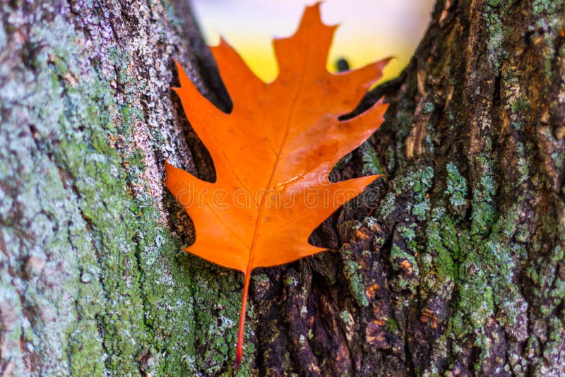 Autumn Maple Leaf Against Tree Bark, Soft Focus, Shallow Depth of Field ...