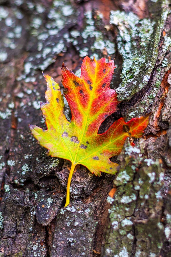Autumn Maple Leaf Against Tree Bark, Soft Focus, Shallow Depth of Field ...