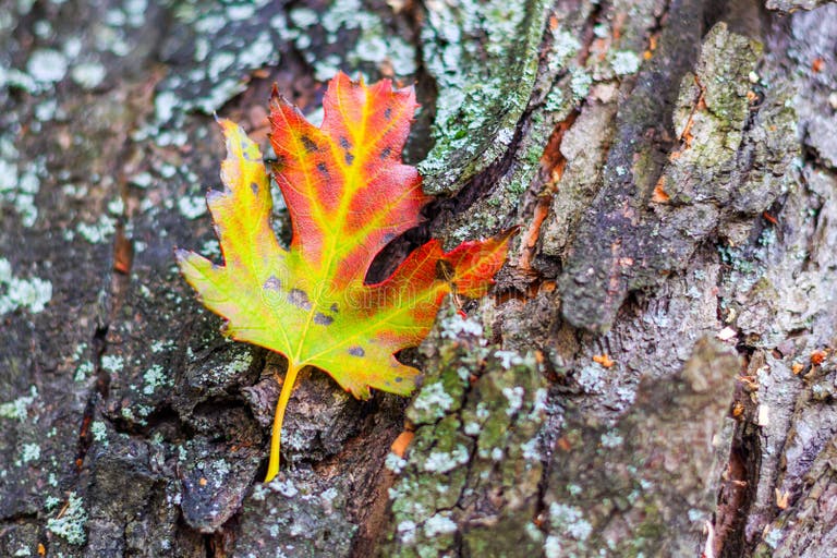 9,429 Soft Maple Leaf Stock Photos - Free & Royalty-Free Stock Photos ...