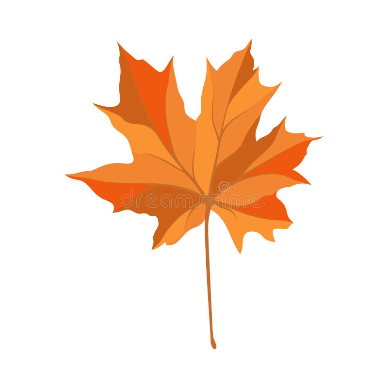Autumn Maple Leaf stock vector. Illustration of color - 257942059