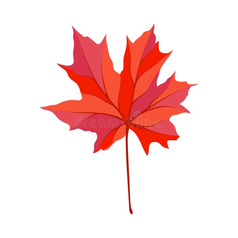 Autumn Maple Leaf stock vector. Illustration of leaves - 257942092