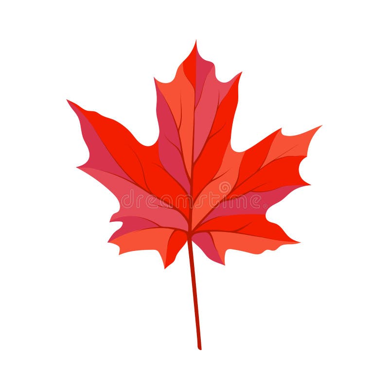 Autumn Maple Leaf stock vector. Illustration of leaf - 257942096