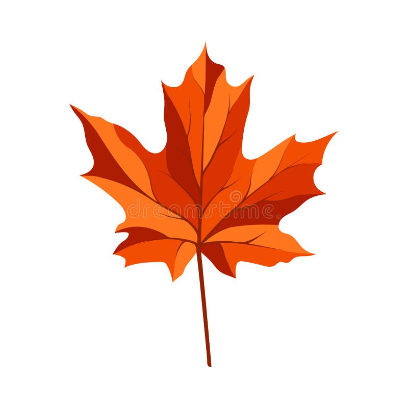 Autumn Maple Leaf stock vector. Illustration of maple - 257942104