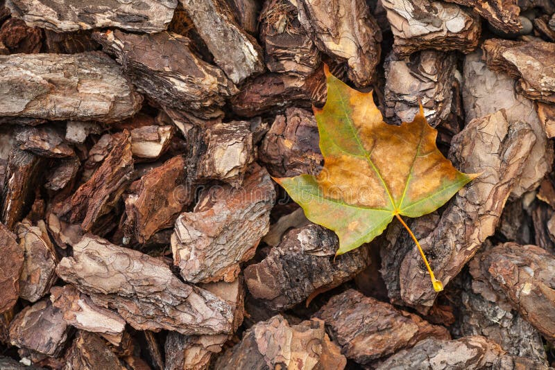 Autumn Maple Leaf on the Background of the Bark from the Trees Stock ...