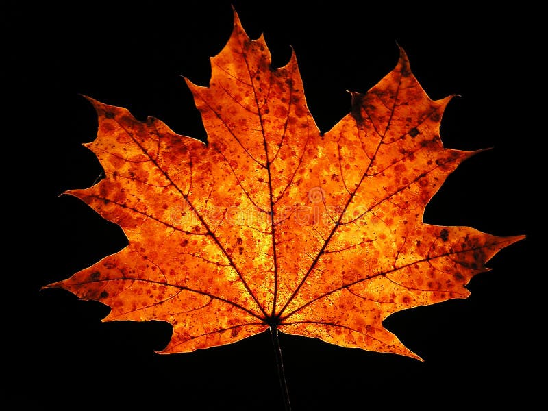 Autumn Maple Leaf on Black Background Stock Photo - Image of backlight ...