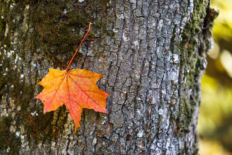 Autumn Maple Leaf Caught on Tree Bark Stock Image - Image of maple ...