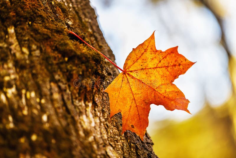 Autumn Maple Leaf Caught on a Tree Trunk Stock Photo - Image of tree ...