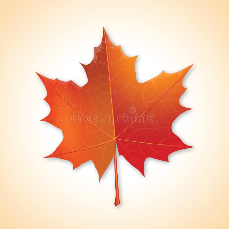 Autumn maple leaf stock vector. Illustration of chlorophyll - 7838579