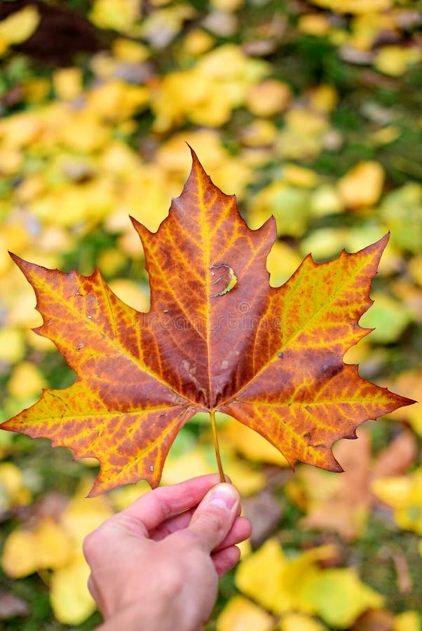 Autumn maple leaf stock photo. Image of seasonal, leaf - 103310224