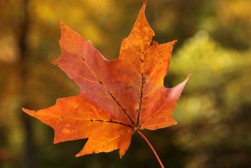 Autumn Maple Tree stock image. Image of landscape, maple - 33671137