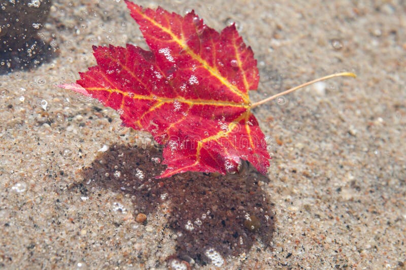 Autumn Maple Leaf Drifting in Water Stock Image - Image of holiday ...