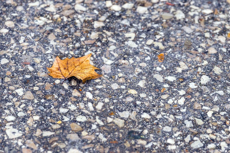 Autumn Maple Leaf Fallen Onto Rocky Pavement, Background with Sp Stock ...
