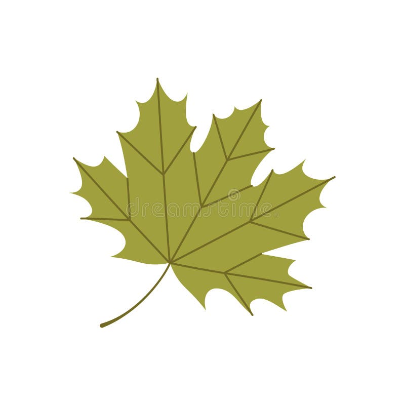 Autumn maple leaf stock vector. Illustration of floral - 260248344