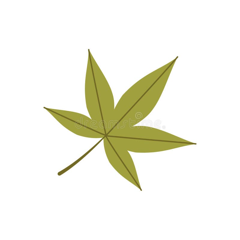 Autumn maple leaf stock vector. Illustration of plant - 260351136