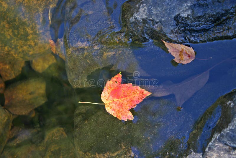 Autumn Maple Leaf Floating in a Stream Stock Image - Image of rock ...