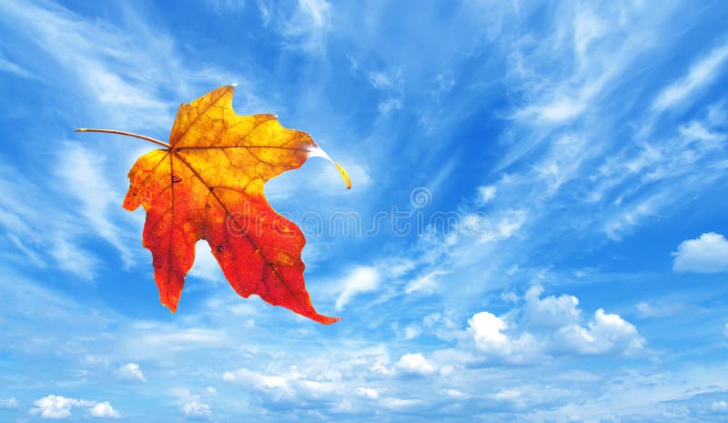 56+ Flying maple leaf Free Stock Photos - StockFreeImages