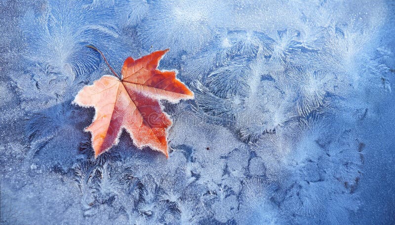 Autumn Maple Leaf Frozen with Intricate Frost on the Icy Surface. Stock ...