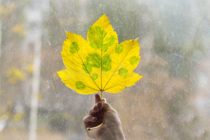 Autumn Maple Leaf in the Hands of a Child Stock Photo - Image of ...