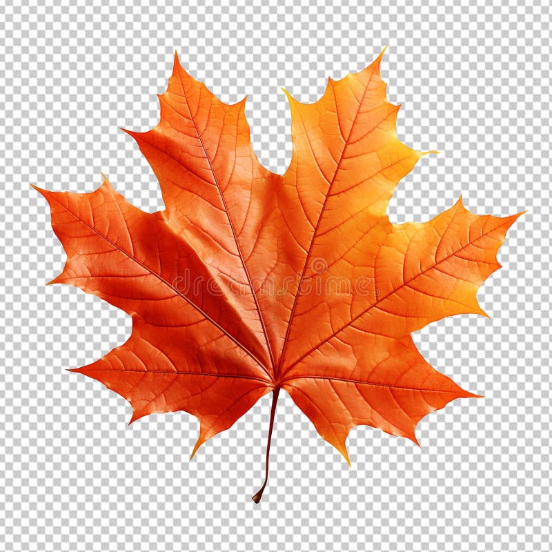 Maple Leaf Transparent Background Stock Illustrations – 5,286 Maple ...